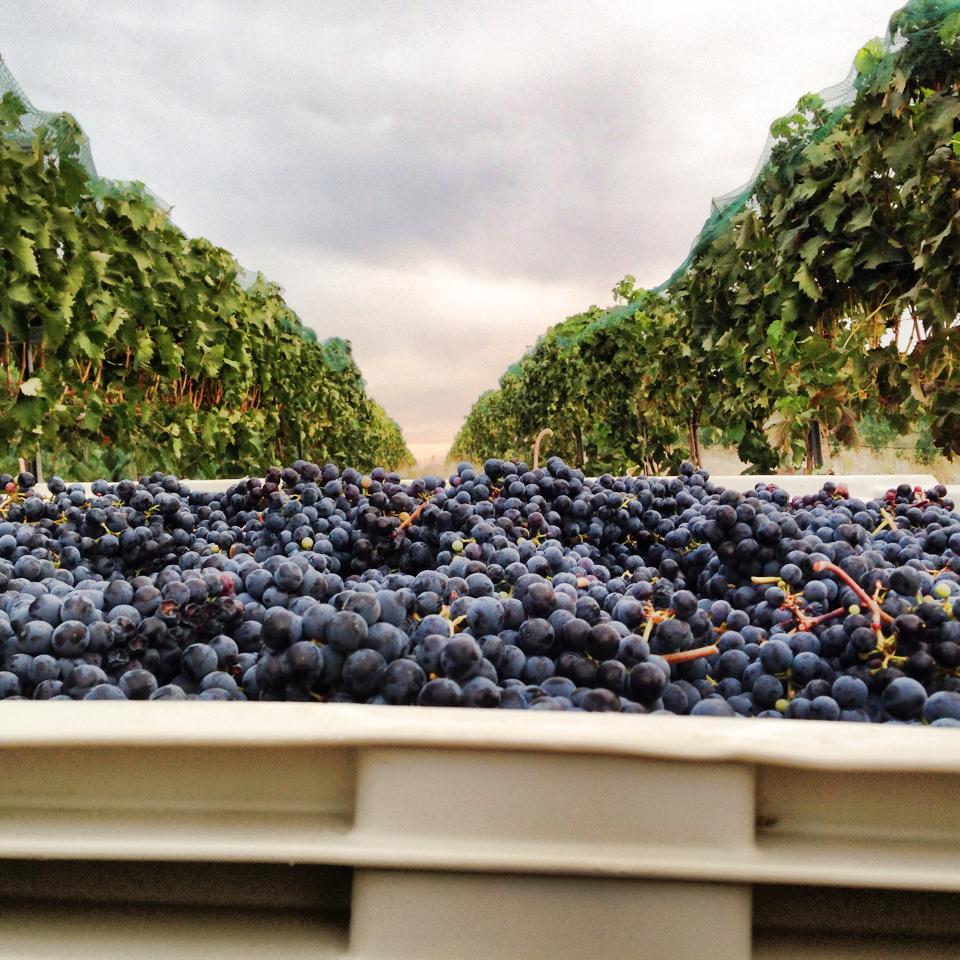 Tertulia Cellars Wine Dinner at The Porter House on Feb 24th